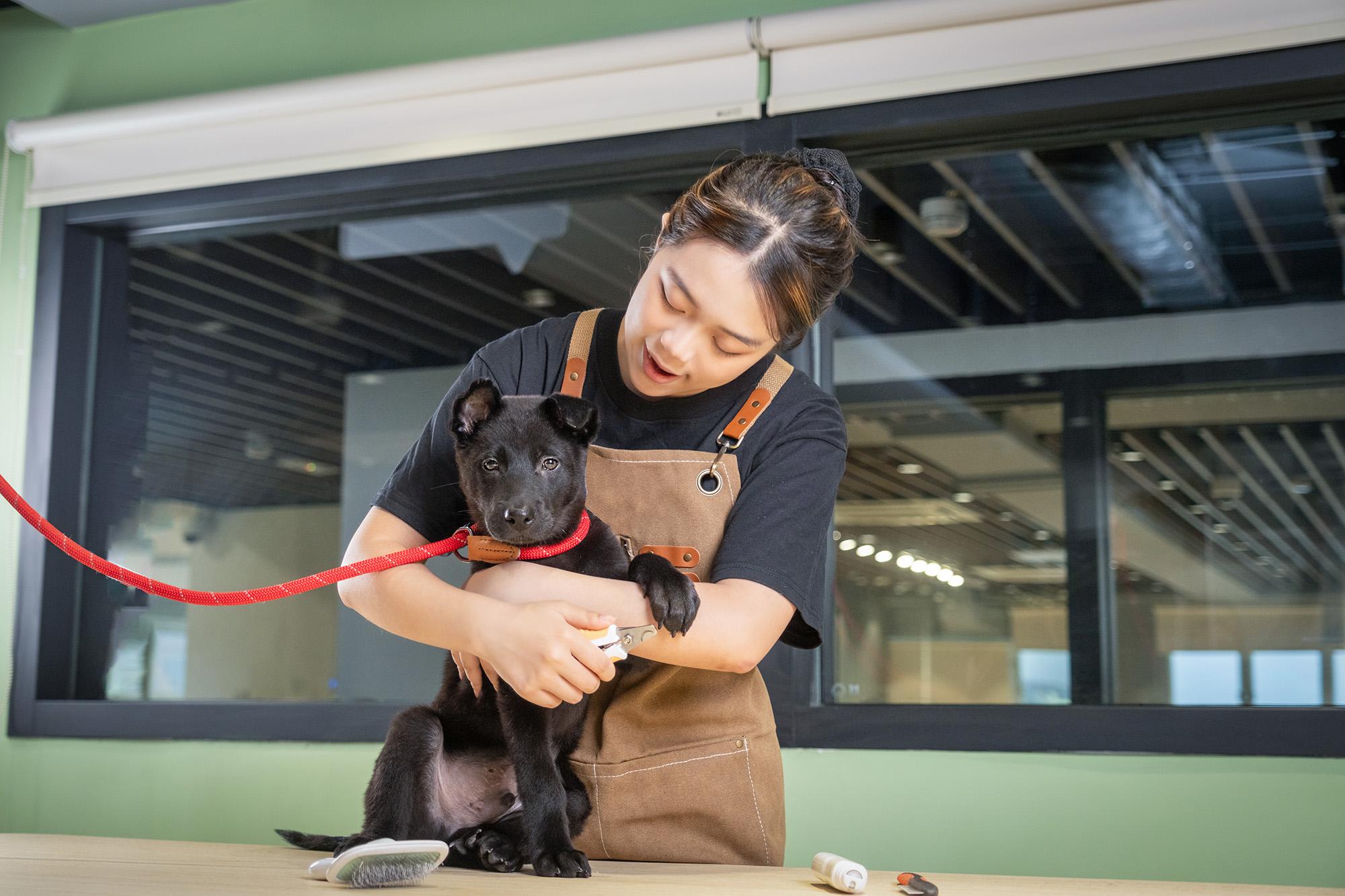 Diploma of Vocational Education (Pet Care and Grooming) | VTC Youth College